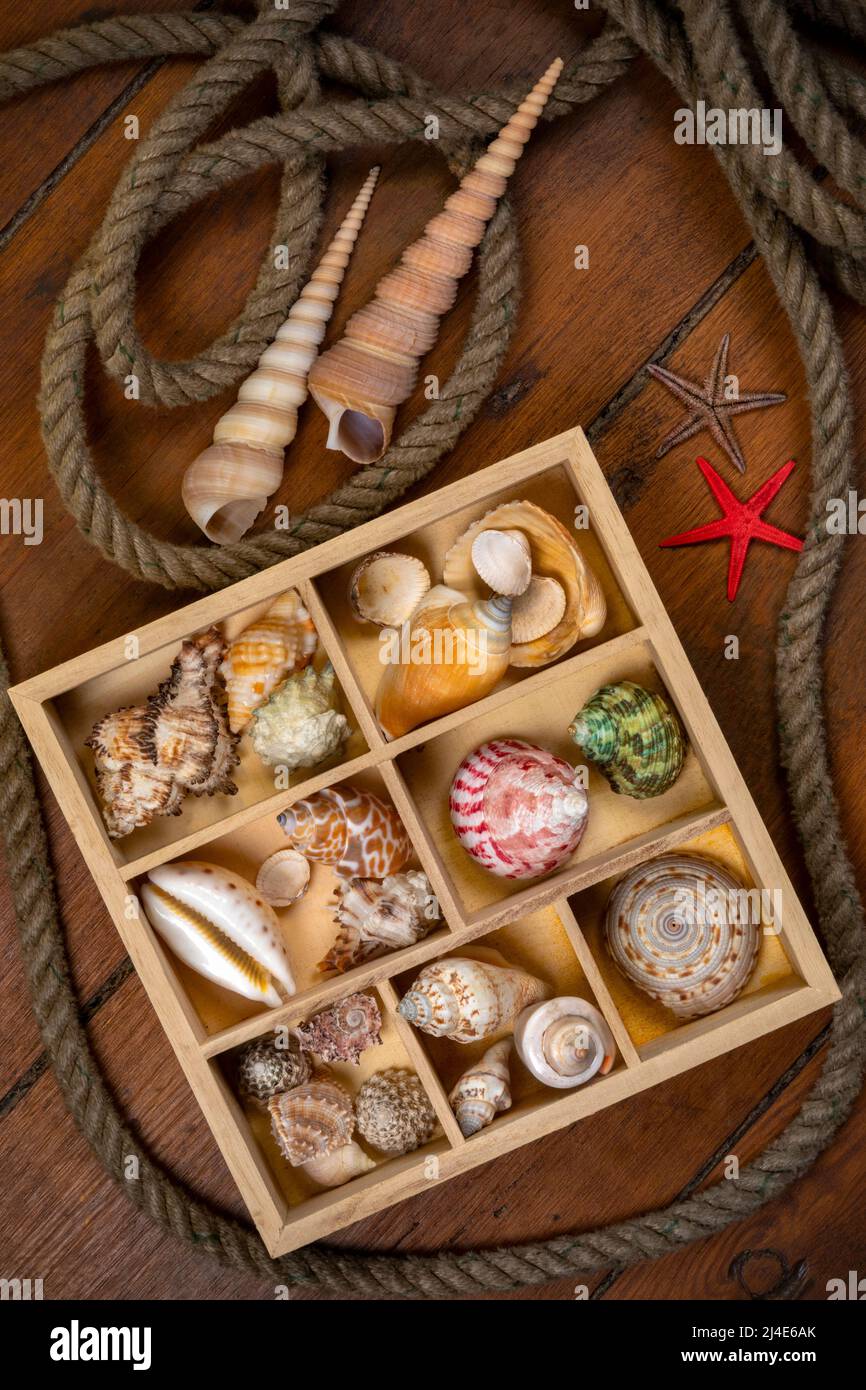 Sammlung von Muscheln - Eine Muschel ist in der Regel das Exoskelett ...