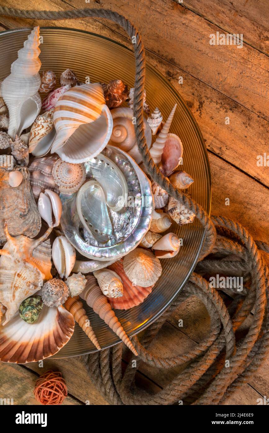 Sammlung von Muscheln - Eine Muschel ist in der Regel das Exoskelett ...