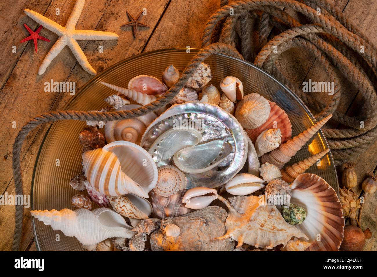 Sammlung von Muscheln - Eine Muschel ist in der Regel das Exoskelett ...