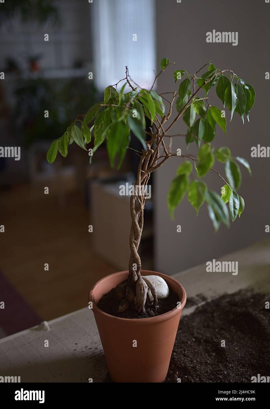 Zimmerpflanze ficus benjamina in einen neuen Topf transplantiert ...