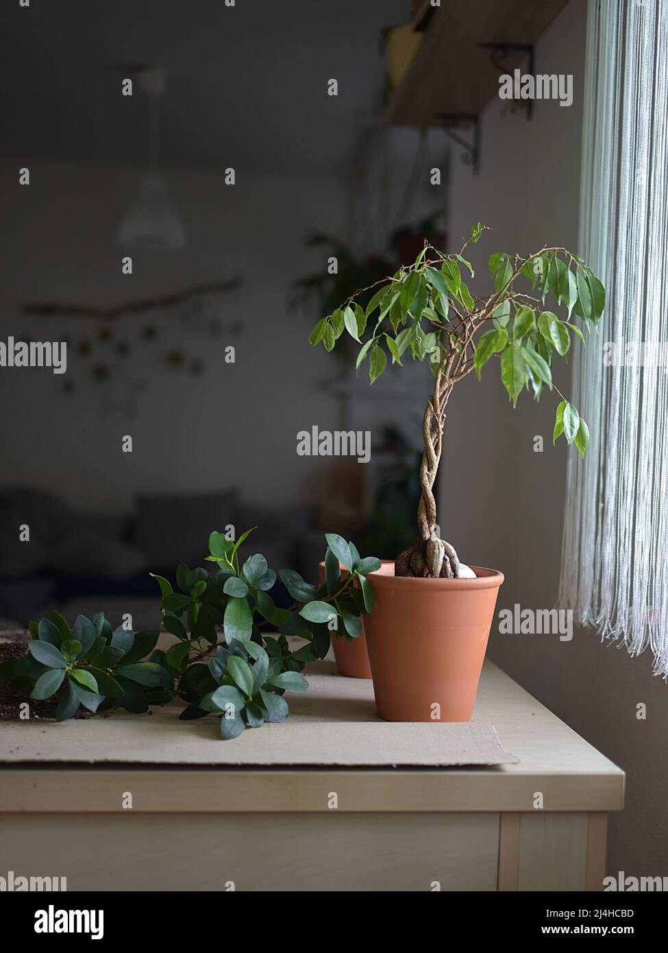 Zimmerpflanze ficus benjamina in einen neuen Topf transplantiert ...