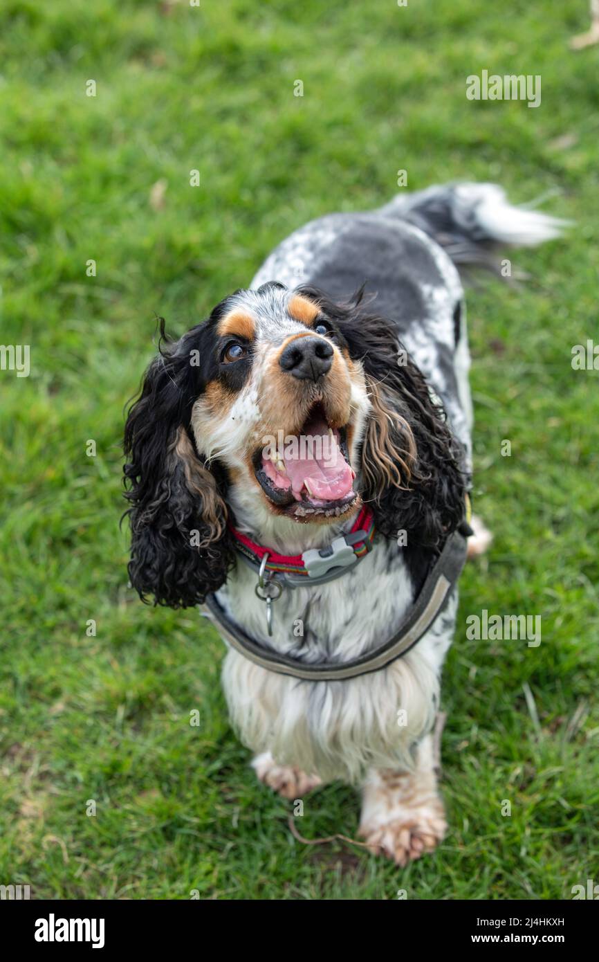 Der wunderschöne, 4 Jahre alte, tricolor Cocker Spaniel-Hund des ...
