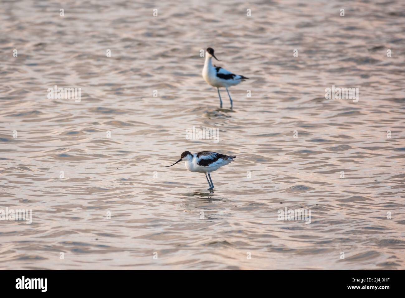 Zwei Wasservögel pied Avocet, Recurvirostra avosetta, Fütterung im See ...