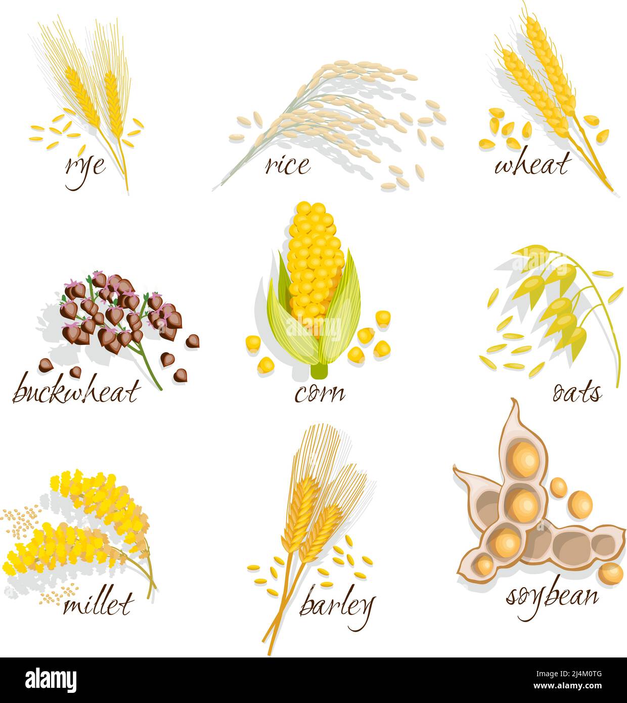 Cerealien Icon Set mit Roggen Reis Weizen Mais Hafer Hirse ...