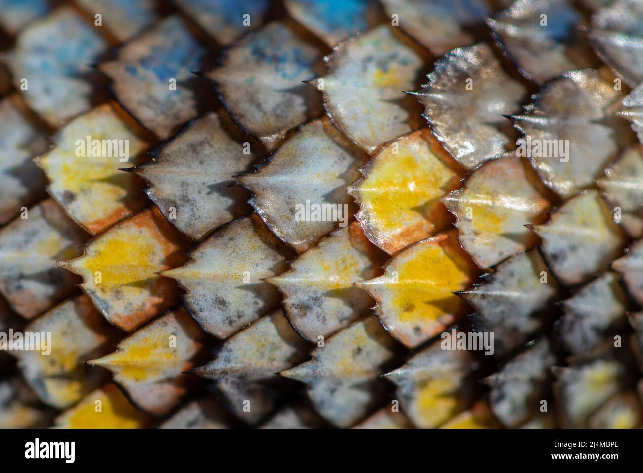 Bunter schuppen -Fotos und -Bildmaterial in hoher Auflösung – Alamy