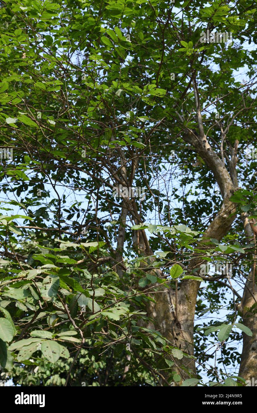 Lagerstroemia parviflora -Fotos und -Bildmaterial in hoher Auflösung ...