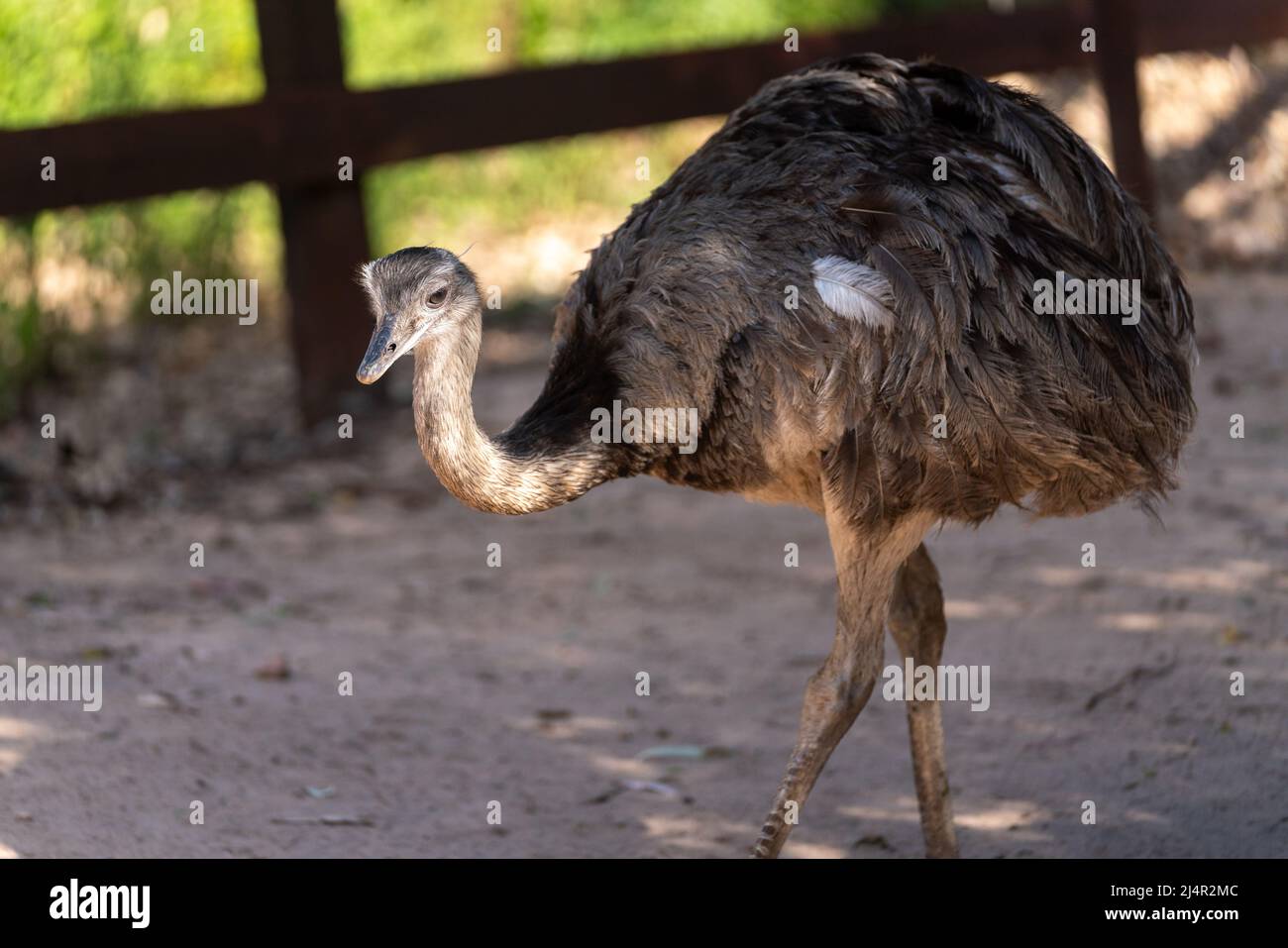 Die 'Ñandú'-gemeine rhea oder Pampas choique (Rhea americana) ist eine ...