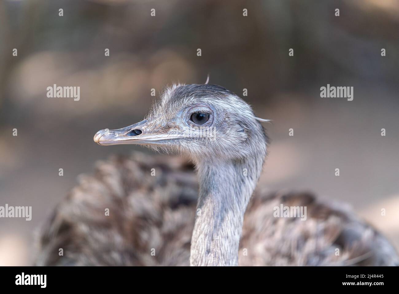 Die 'Ñandú'-gemeine rhea oder Pampas choique (Rhea americana) ist eine ...