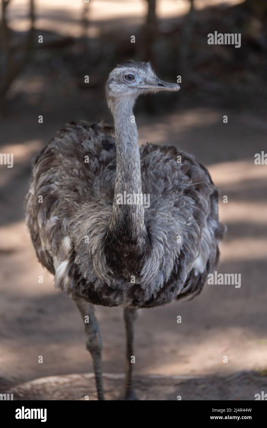 Die 'Ñandú'-gemeine rhea oder Pampas choique (Rhea americana) ist eine ...