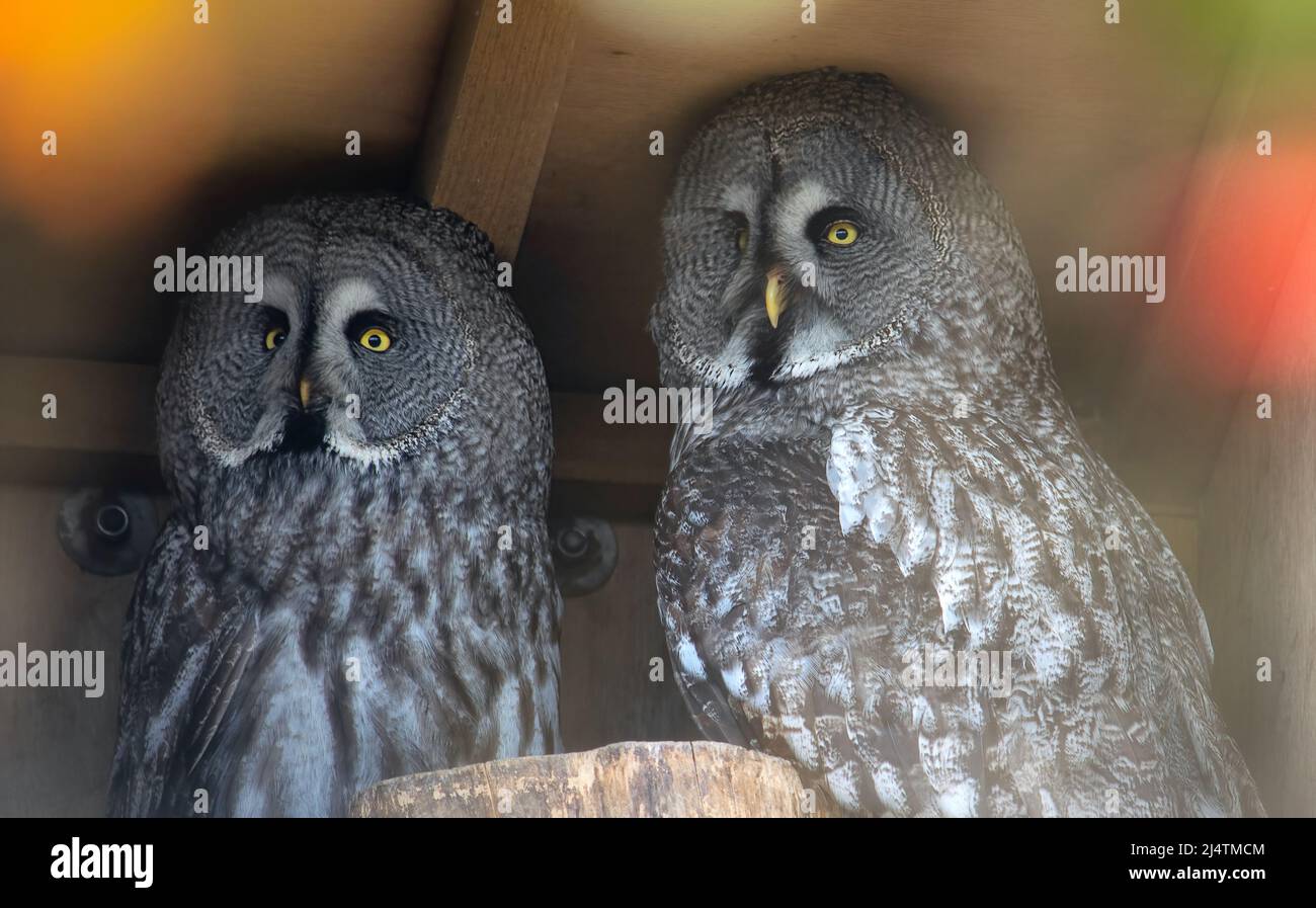 Tolle graue eulen -Fotos und -Bildmaterial in hoher Auflösung – Alamy