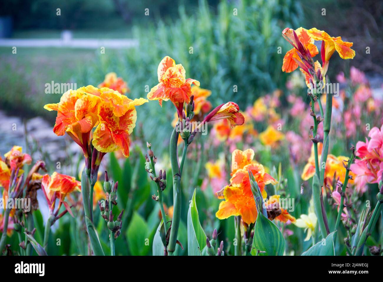 Erlesene vielfalt -Fotos und -Bildmaterial in hoher Auflösung – Alamy