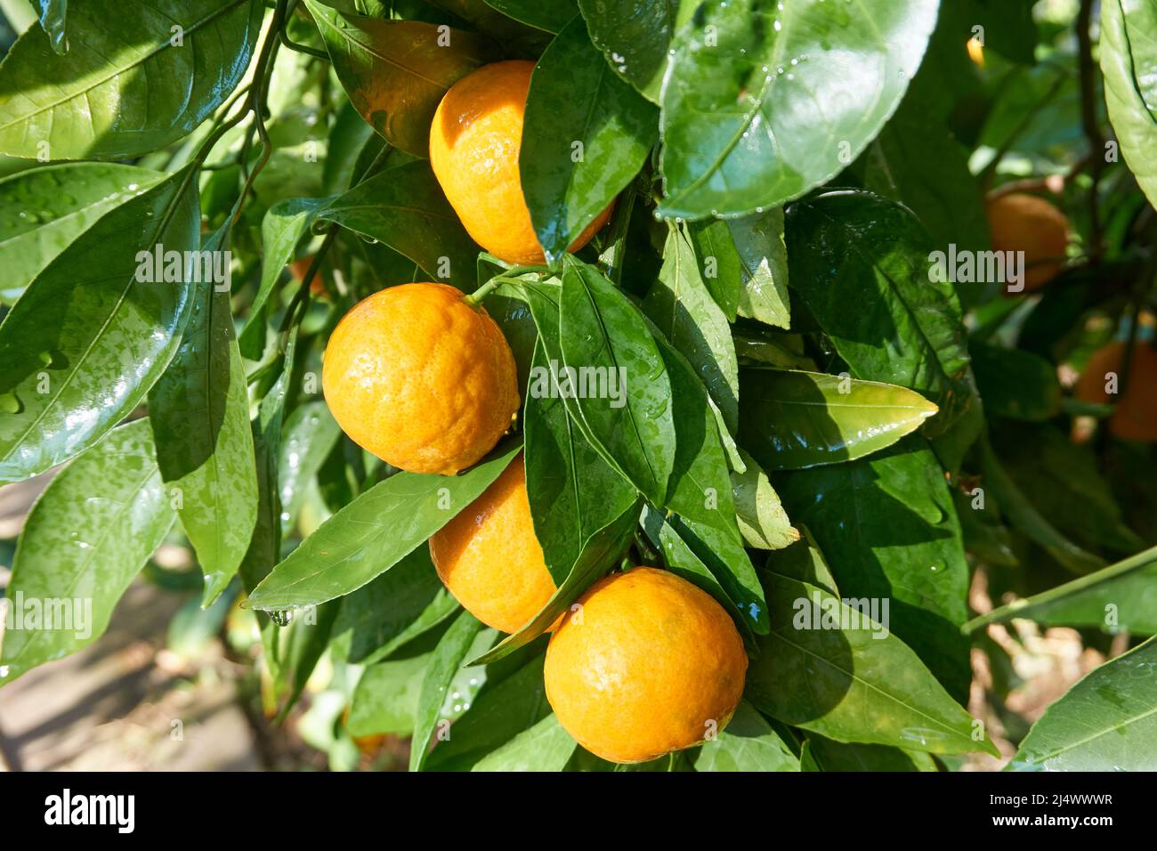 Organische mandarinen -Fotos und -Bildmaterial in hoher Auflösung – Alamy