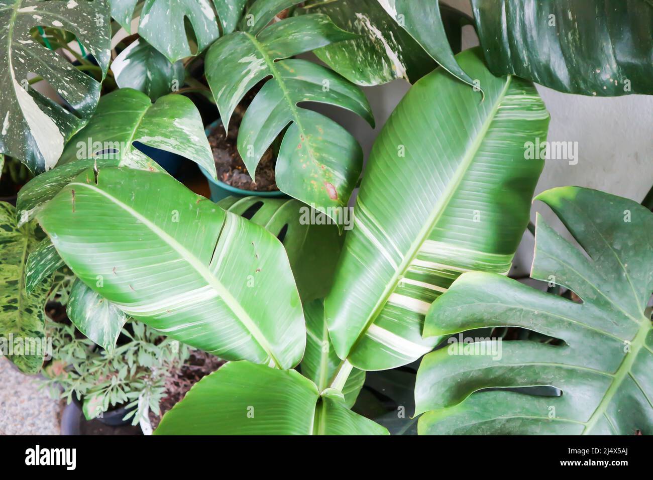 Musa elata nakai -Fotos und -Bildmaterial in hoher Auflösung – Alamy
