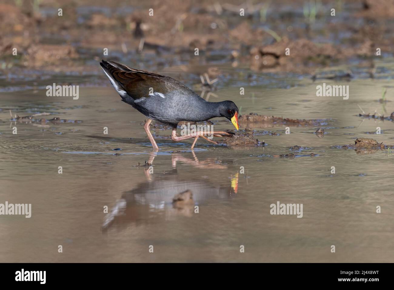 Gallinula angulata -Fotos und -Bildmaterial in hoher Auflösung – Alamy