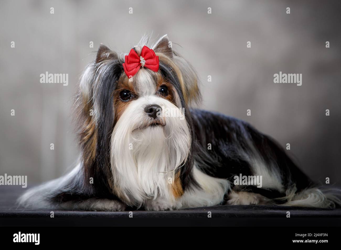 Biewer yorkshire terrier -Fotos und -Bildmaterial in hoher Auflösung ...