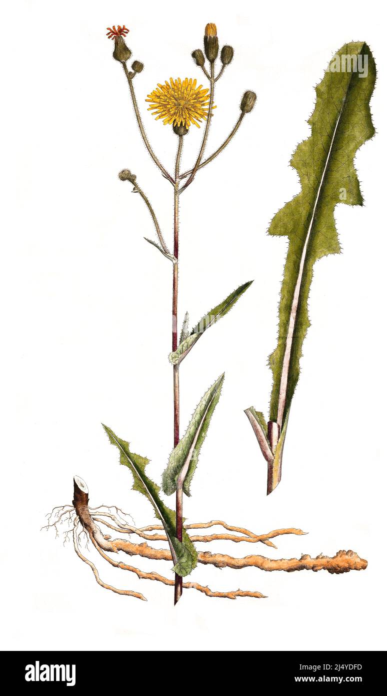 Acker distel -Fotos und -Bildmaterial in hoher Auflösung – Alamy