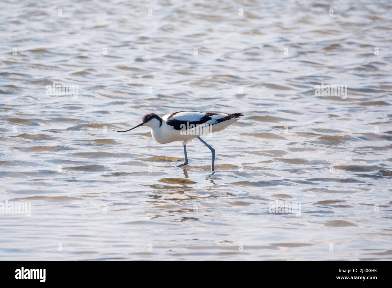 Wasservögel pied Avocet, Recurvirostra avosetta, Fütterung im See. Die ...
