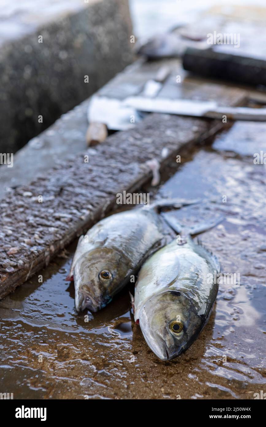 Frischer Jack-Fisch auf einem Steinernen Tisch an der Playa Grandi ...