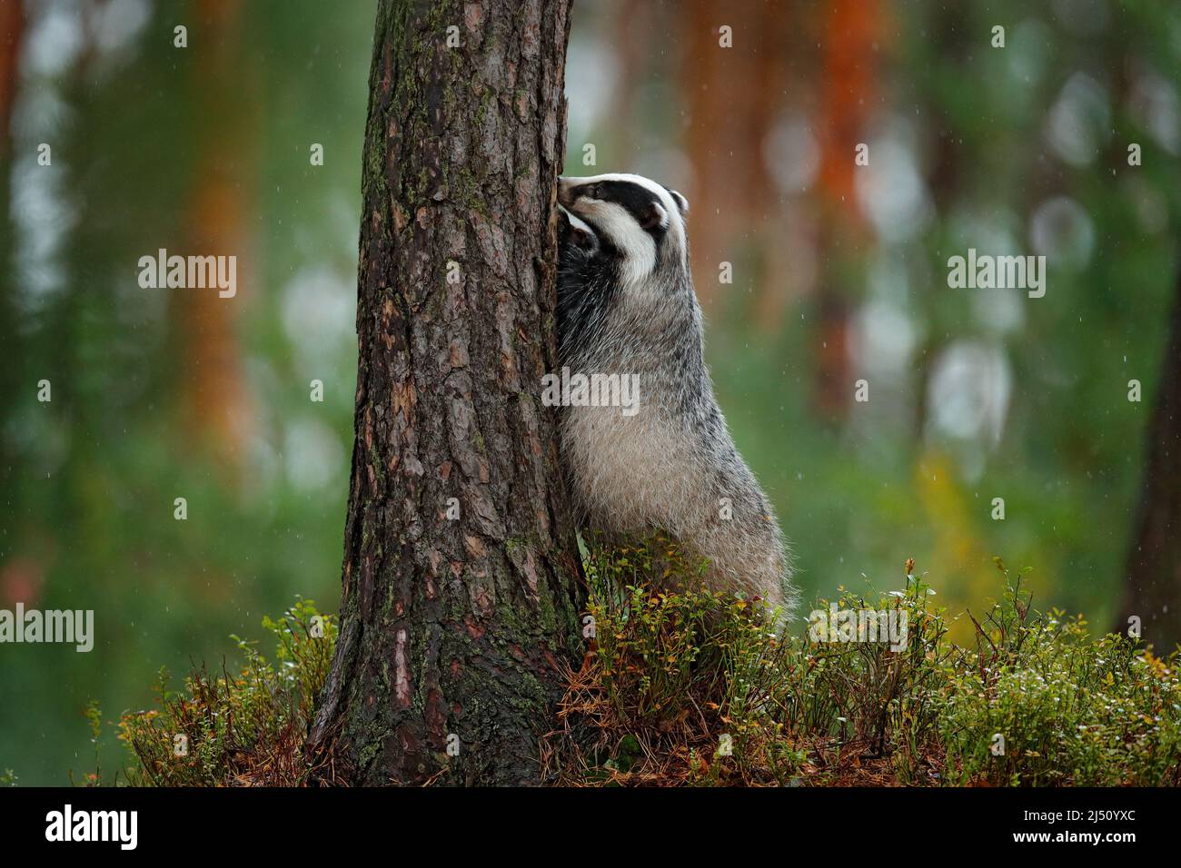 Dachs im Wald, Tiernaturlebensraum, Deutschland, Europa. Wildtierszene ...