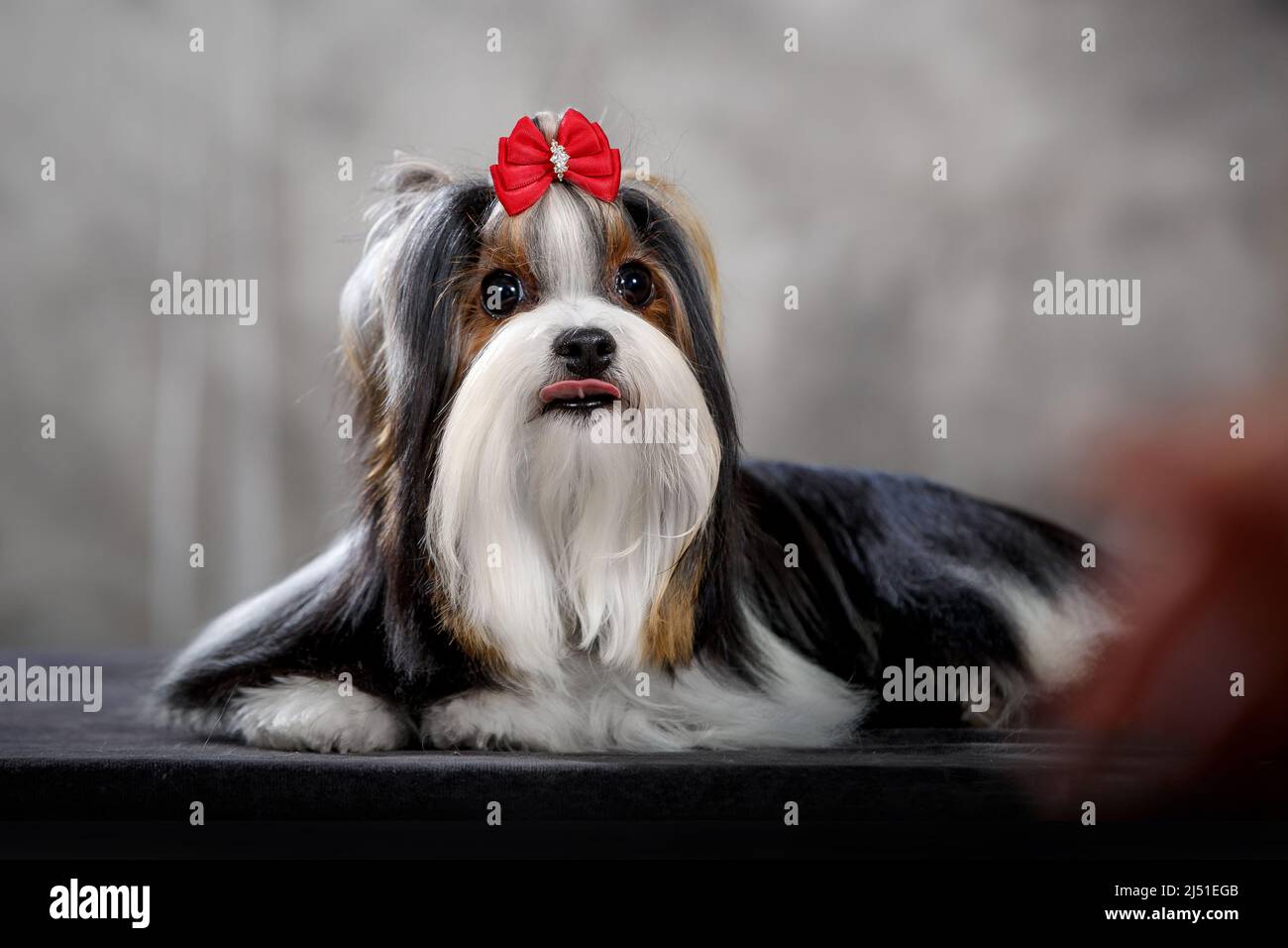 Biewer yorkshire terrier -Fotos und -Bildmaterial in hoher Auflösung ...