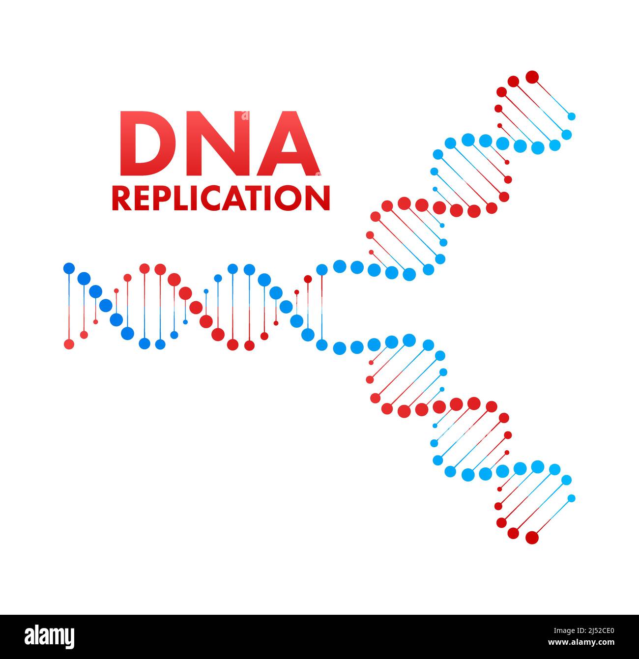Replikation dna Stock-Vektorgrafiken kaufen - Alamy