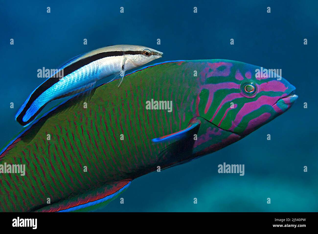 Lyretail wrasse thalassoma lunare -Fotos und -Bildmaterial in hoher ...