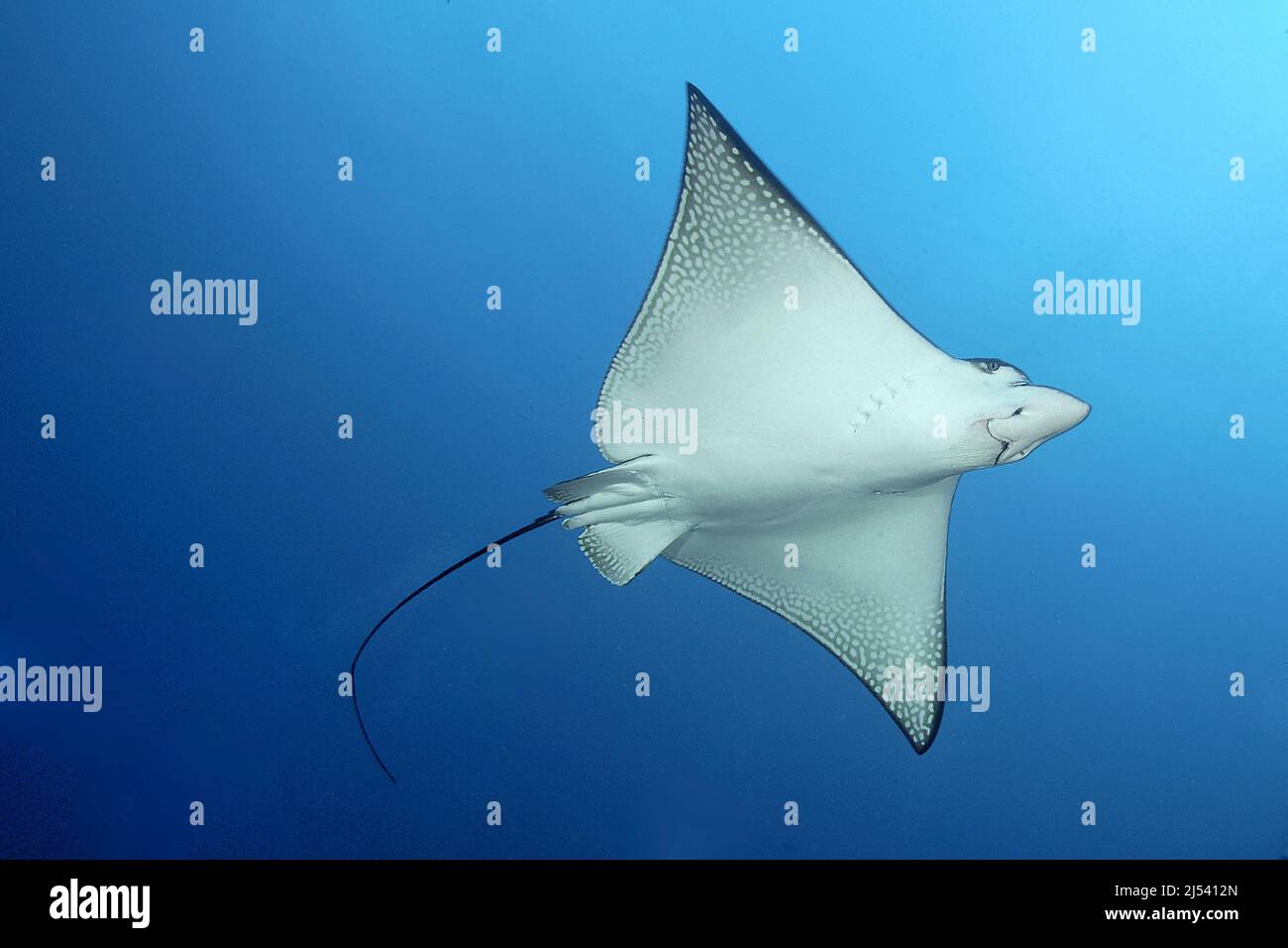 Gepunkteter adlerrochen -Fotos und -Bildmaterial in hoher Auflösung – Alamy