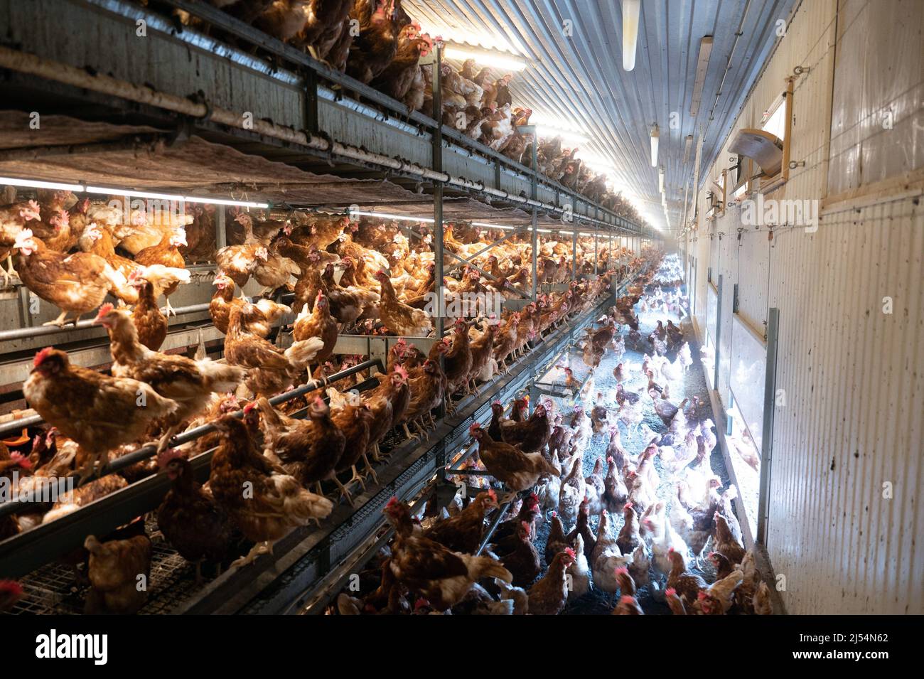 28. März 2022, Sachsen, Großenhain: Hühner in einer Scheune der ...