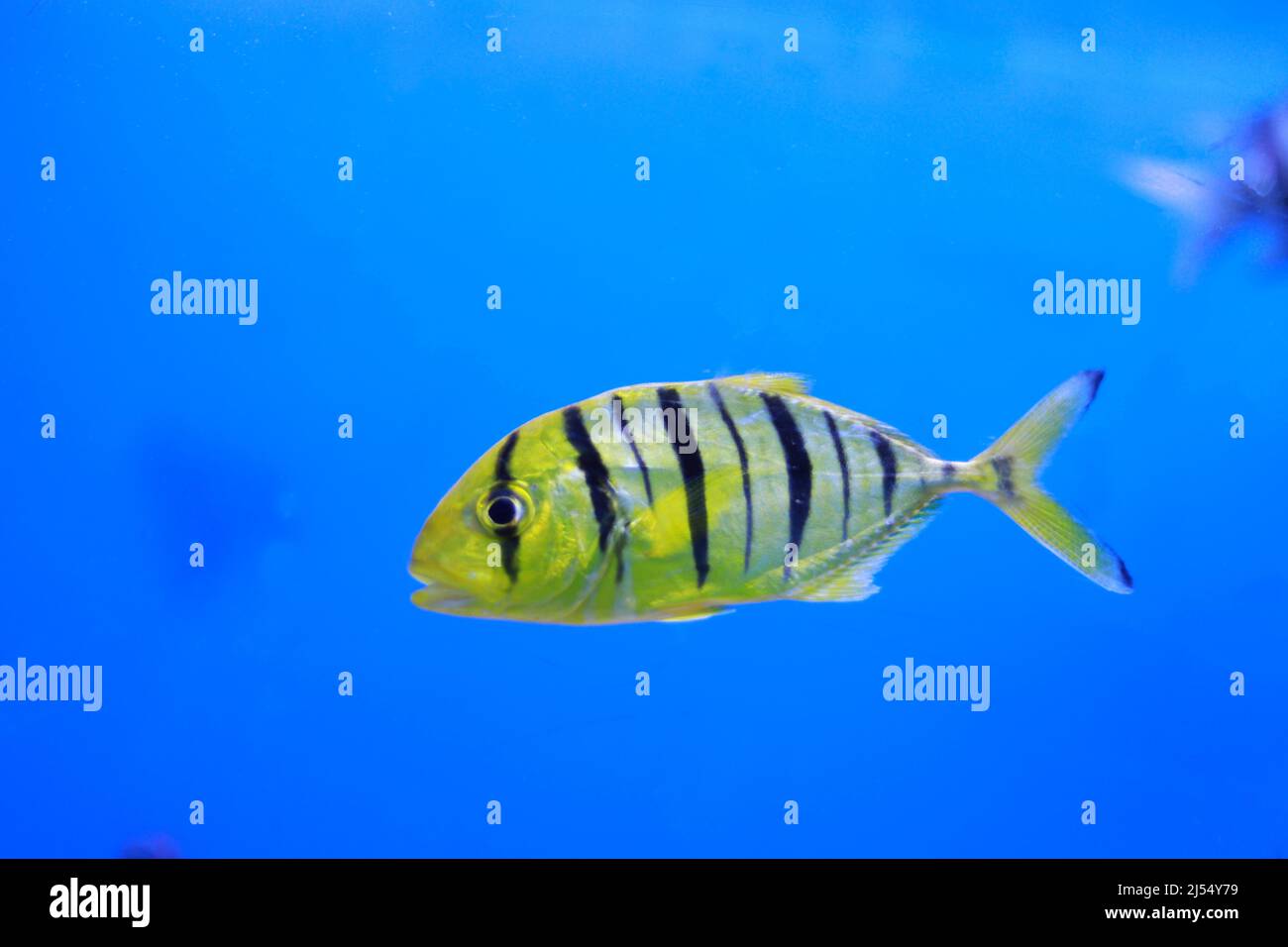Goldener königsfisch -Fotos und -Bildmaterial in hoher Auflösung – Alamy