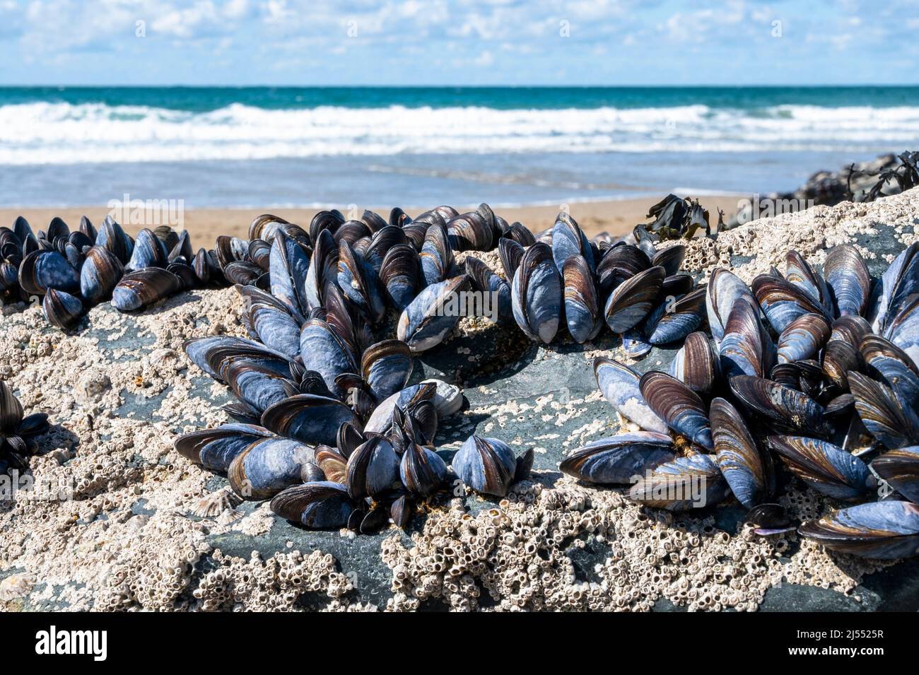 Muscheln am nordseestrand -Fotos und -Bildmaterial in hoher Auflösung ...