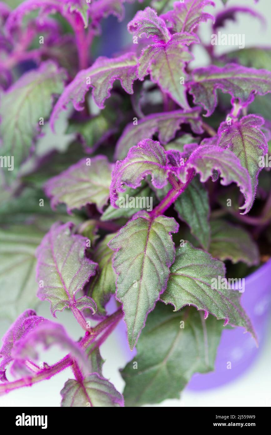 Gynura aurantiaca -Fotos und -Bildmaterial in hoher Auflösung – Alamy