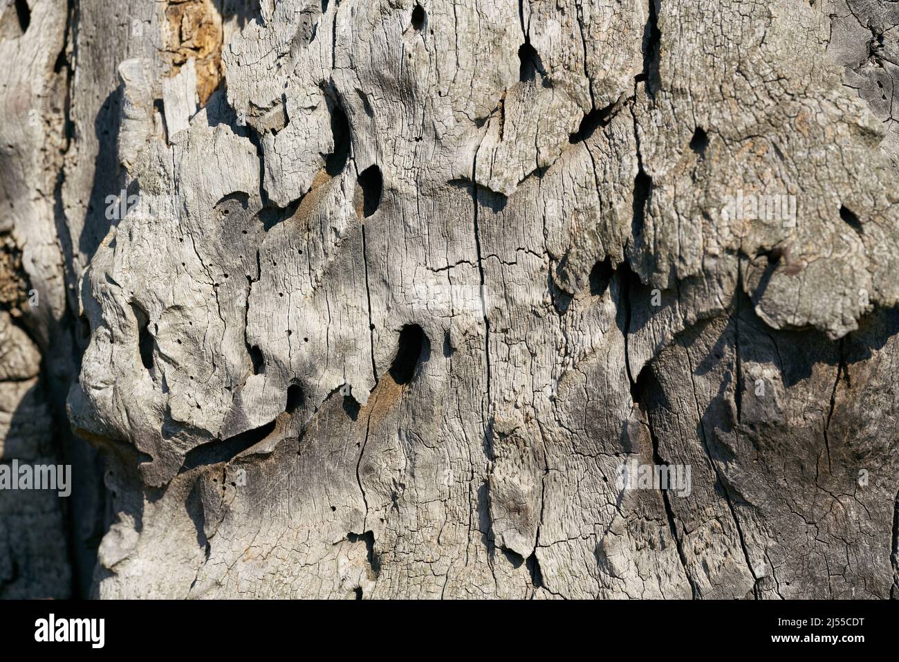 Futtertunnel eines großen steinbock-Käfers, Cerambyx cardo, im Holz ...