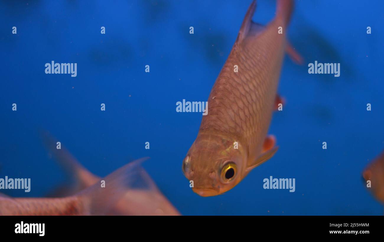 Süßwasseraquarium fisch -Fotos und -Bildmaterial in hoher Auflösung – Alamy