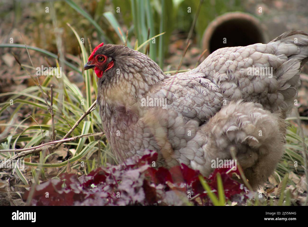 Graues huhn -Fotos und -Bildmaterial in hoher Auflösung – Alamy