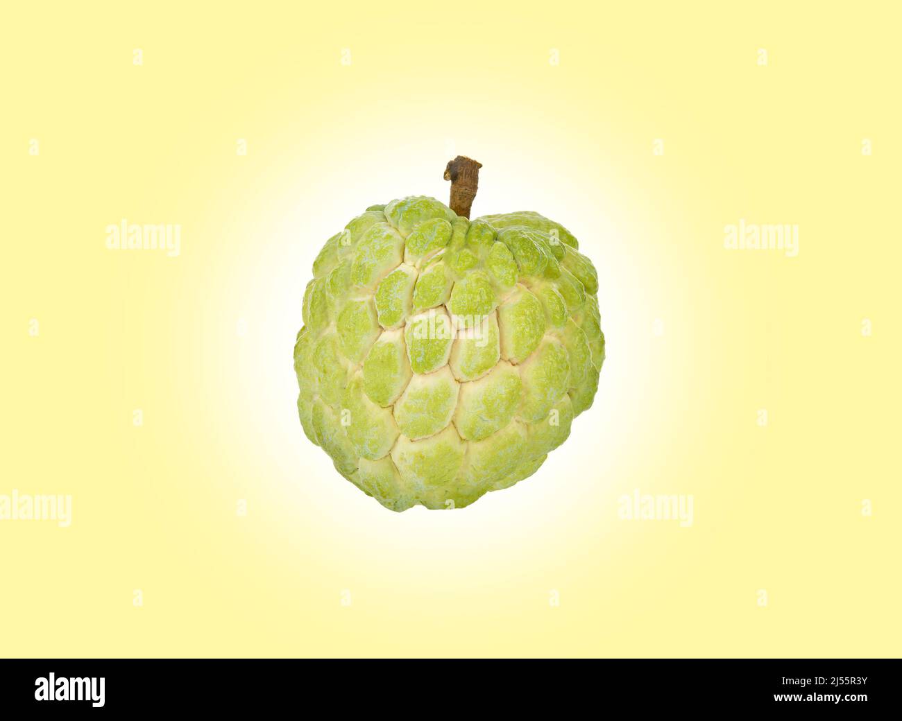 Zucker designs -Fotos und -Bildmaterial in hoher Auflösung – Alamy
