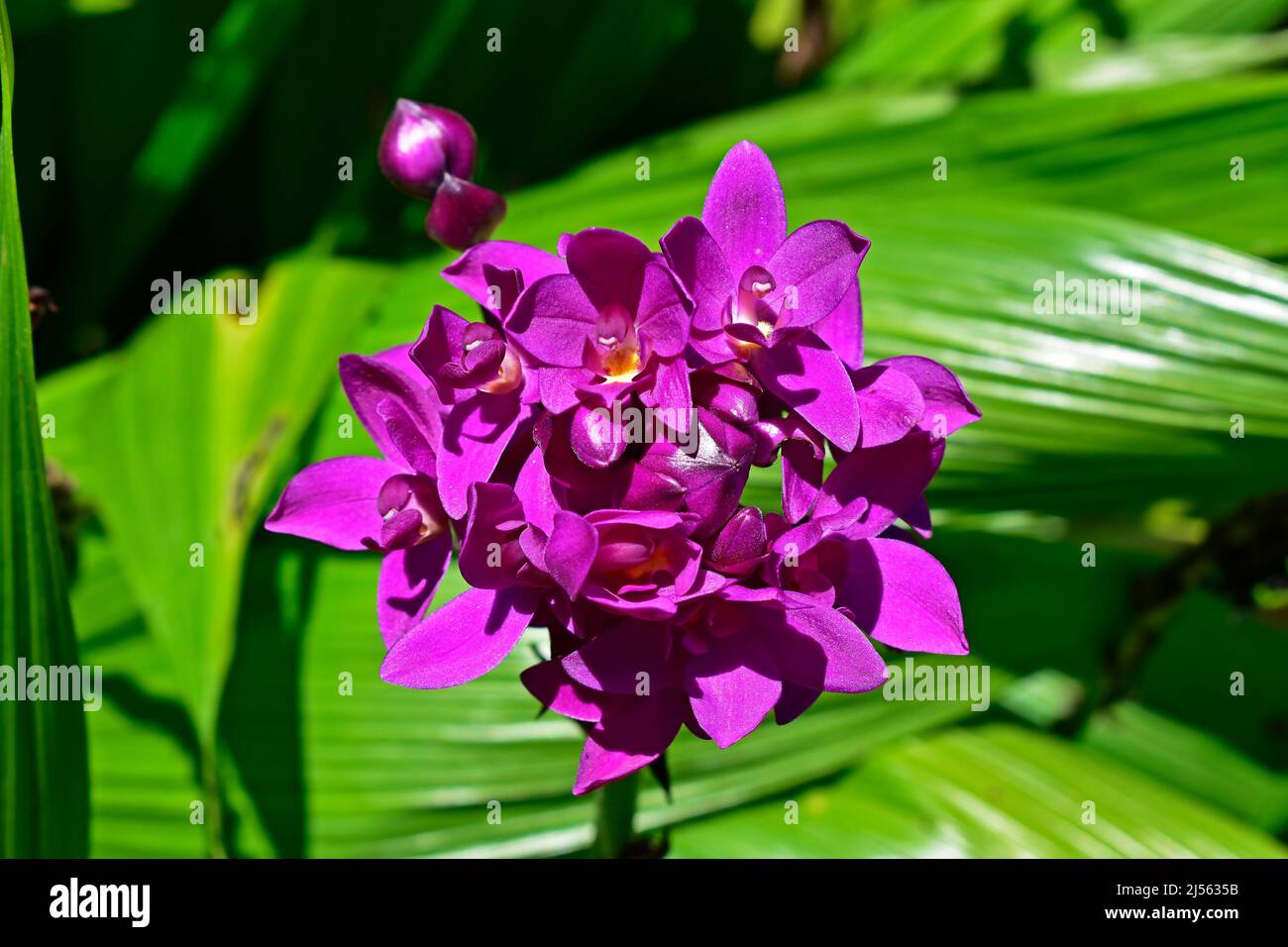 Spathoglottis plicata blume -Fotos und -Bildmaterial in hoher Auflösung ...