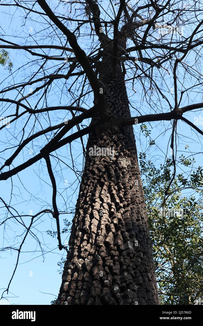 Sfondo texture -Fotos und -Bildmaterial in hoher Auflösung – Alamy