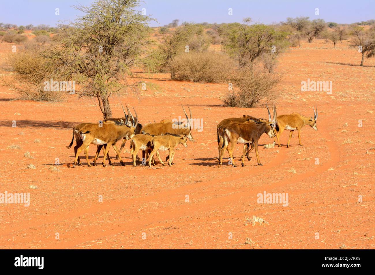 Afrika antilopen -Fotos und -Bildmaterial in hoher Auflösung – Alamy