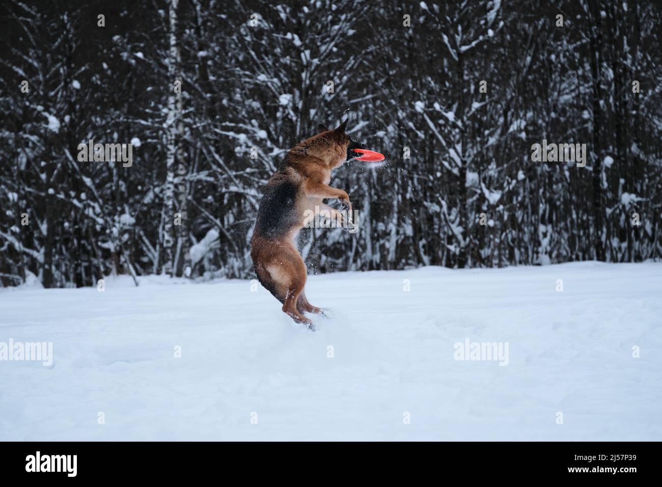 Schwarz rot Deutscher Schäferhund springt im Schnee vor dem Hintergrund ...