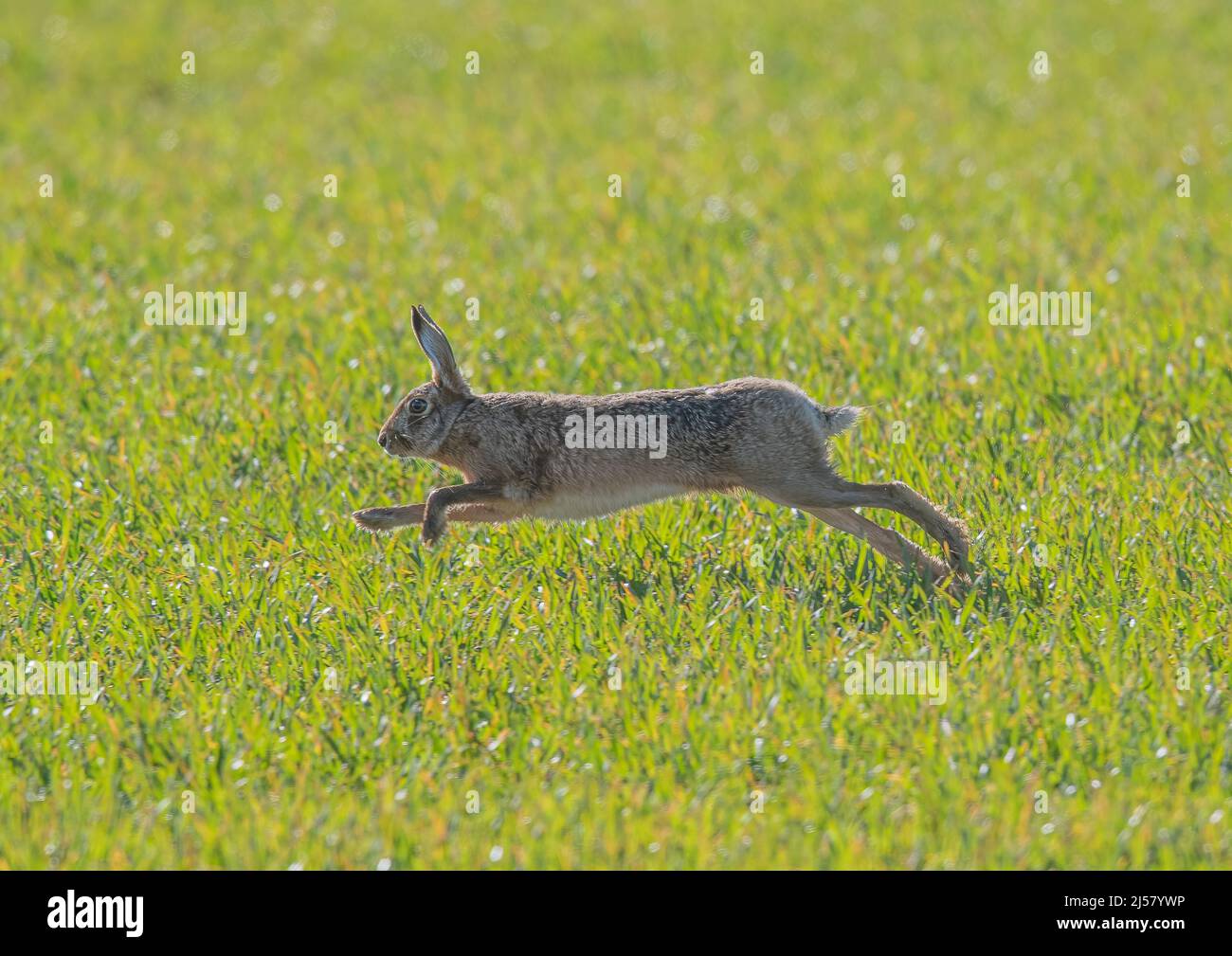 Sprinten oder laufen -Fotos und -Bildmaterial in hoher Auflösung – Alamy