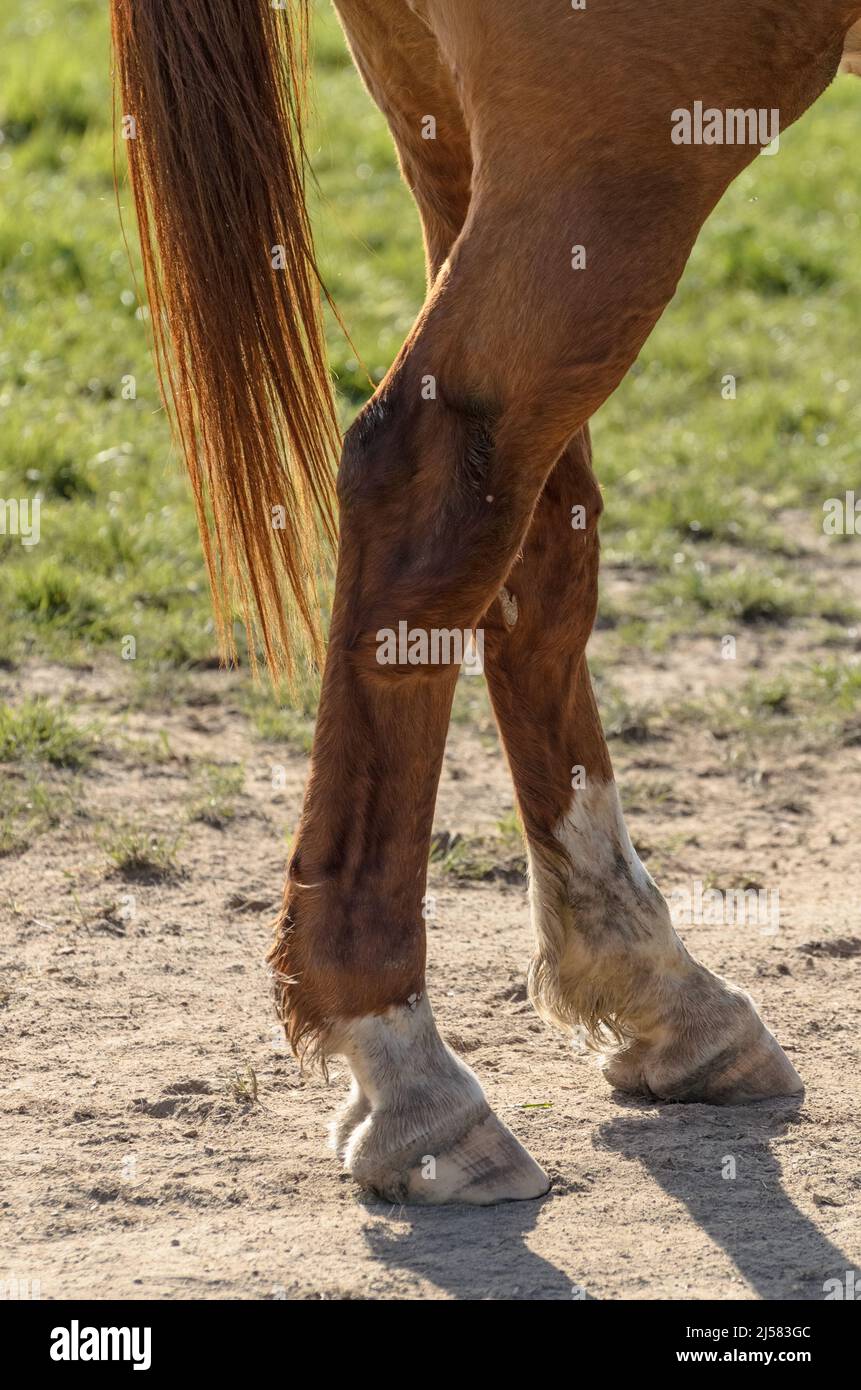Pferd auf zwei beinen -Fotos und -Bildmaterial in hoher Auflösung – Alamy