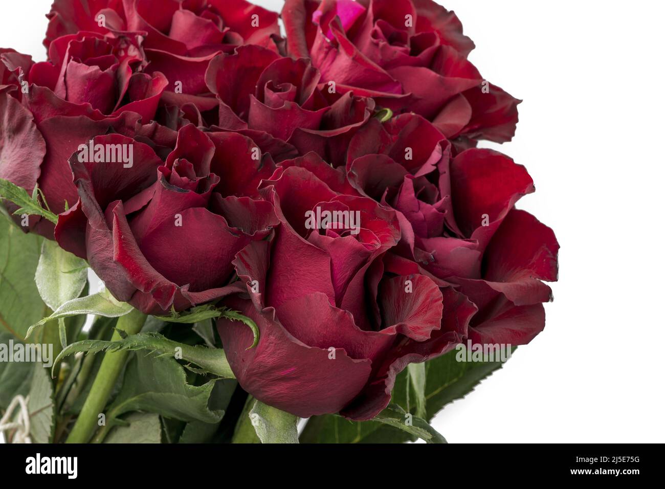 Hochzeitsfotorahmen mit rosen -Fotos und -Bildmaterial in hoher Auflösung – Alamy