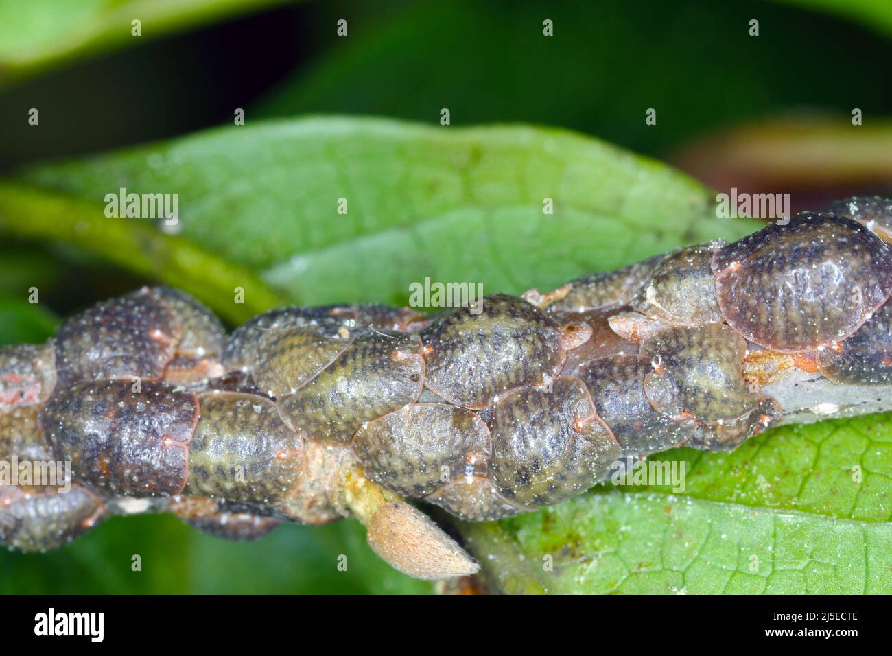Citrus mussel scale insect lepidosaphes -Fotos und -Bildmaterial in ...