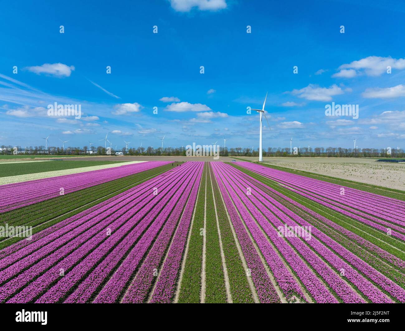 Tulpenfeld luftaufnahme -Fotos und -Bildmaterial in hoher Auflösung – Alamy