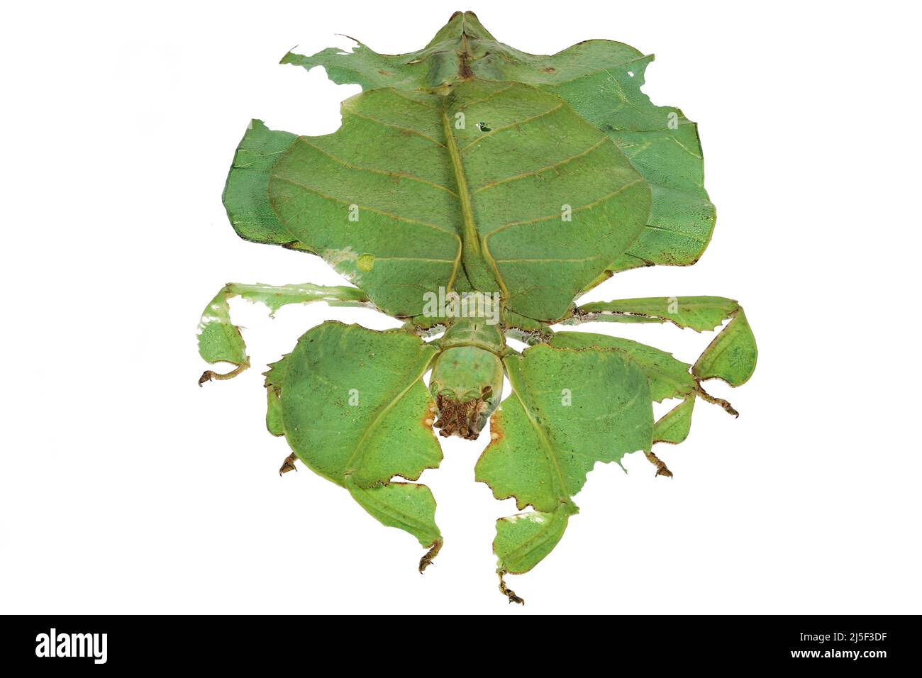 Blatt insekt phylliidae -Fotos und -Bildmaterial in hoher Auflösung – Alamy