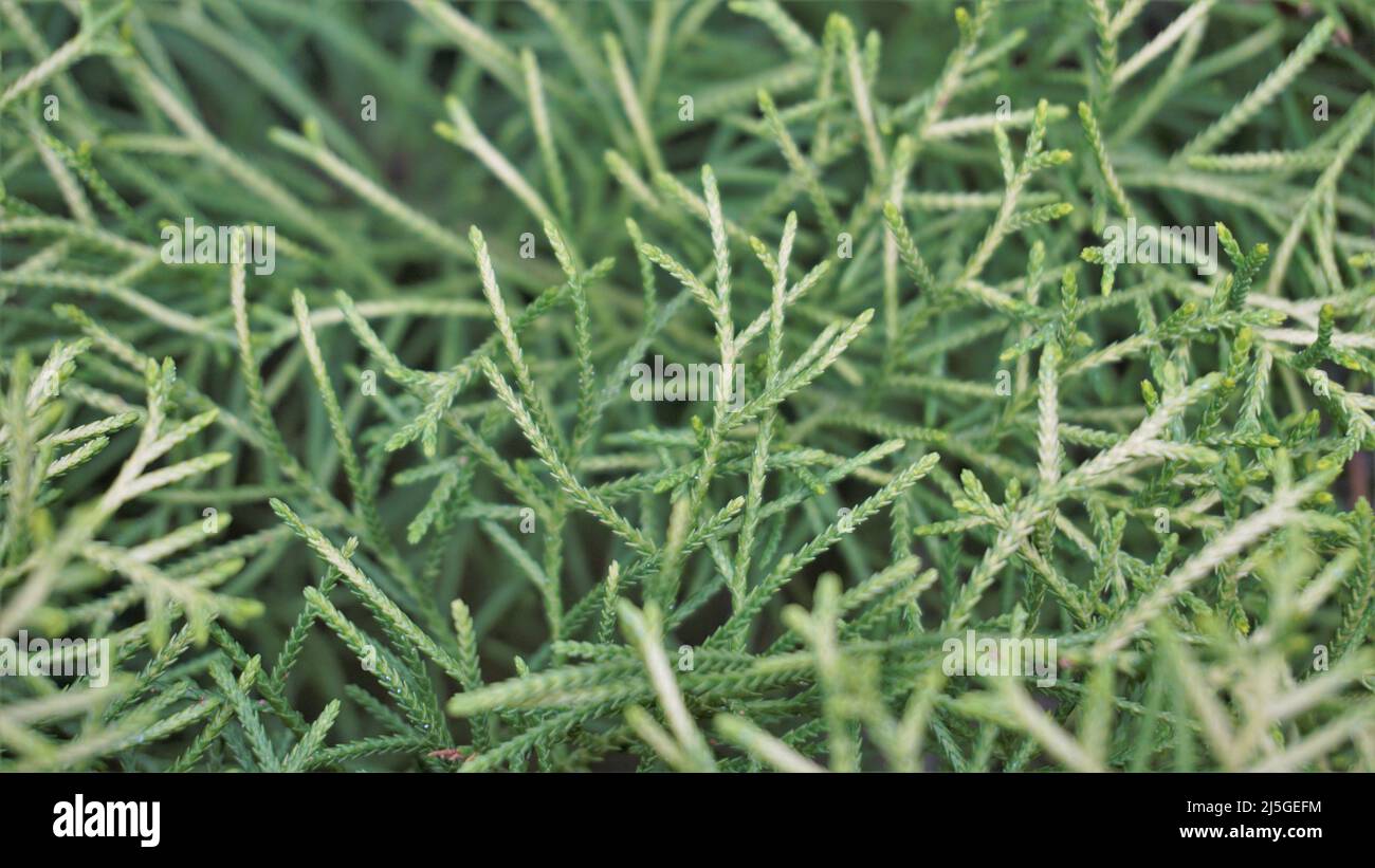 Arizona zypresse -Fotos und -Bildmaterial in hoher Auflösung – Alamy