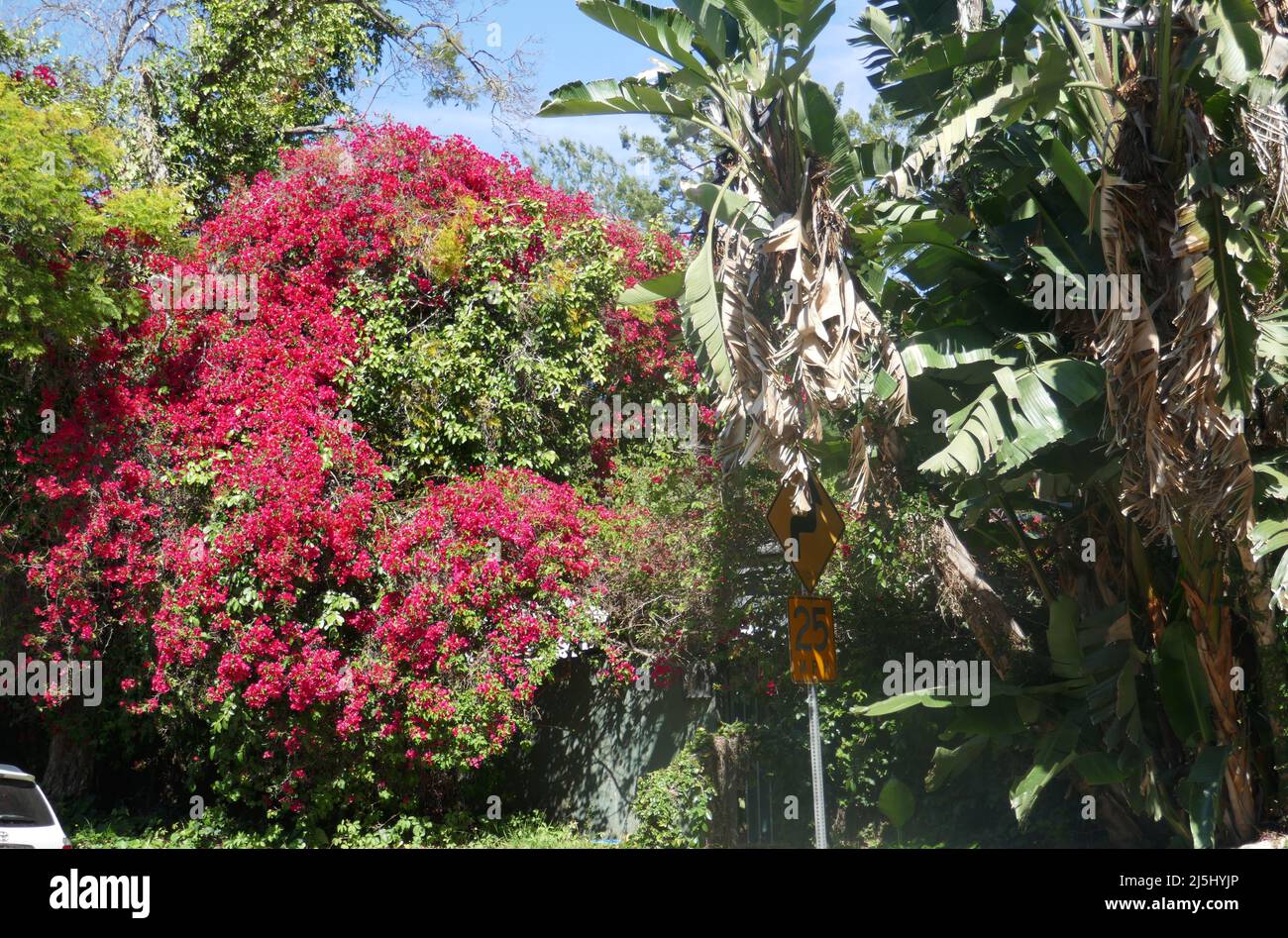 Cobina wright -Fotos und -Bildmaterial in hoher Auflösung – Alamy