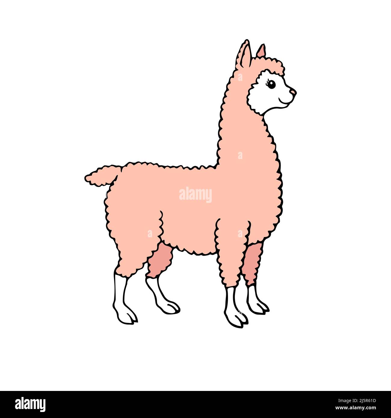 Vektor Hand gezeichnete Doodle Skizze farbigen Lama Alpaka isoliert auf ...