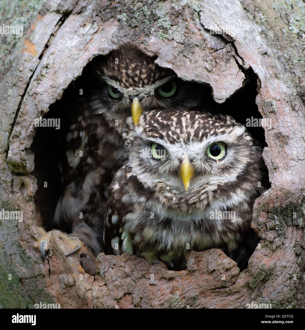 Eulen der minerva -Fotos und -Bildmaterial in hoher Auflösung – Alamy