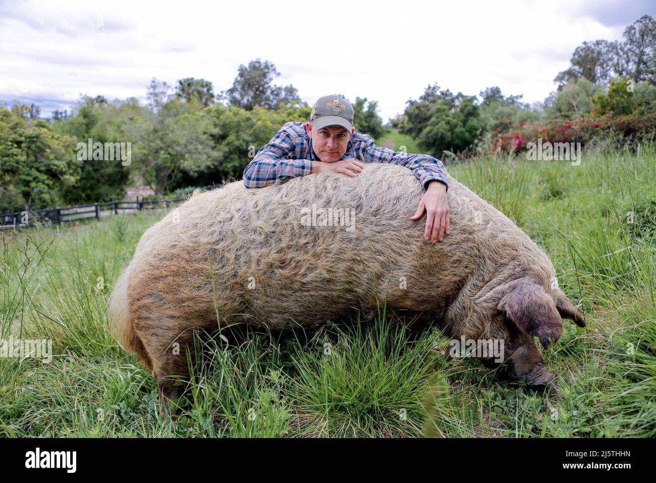 DIE GRÖSSTE KLEINE FARM: DIE RÜCKKEHR, John Chester mit Schwein Emma ...